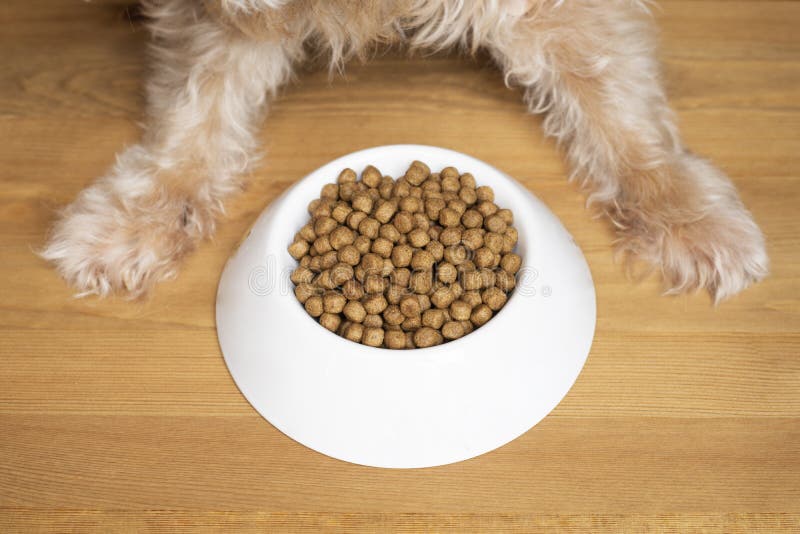 Comida De Perro Y Pata Del Perro En La Tabla De Madera Foto de archivo ...