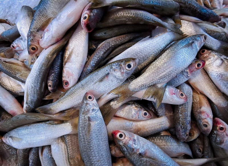Comida foto de stock. Imagem de wildlife, animal, réptil - 191562540