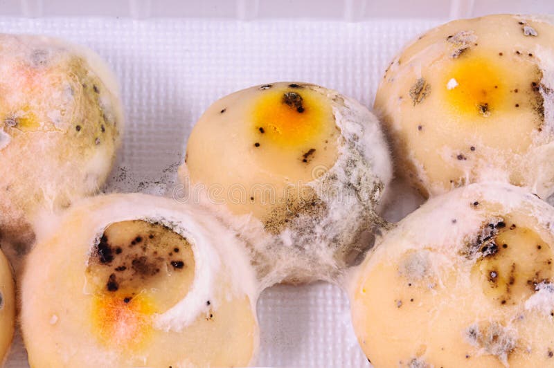 Comida no comestible foto de archivo. Imagen de postre - 47713712