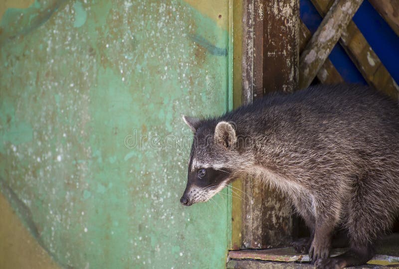 Comida Que Busca Del Mapache Foto de archivo - Imagen de alimento ...
