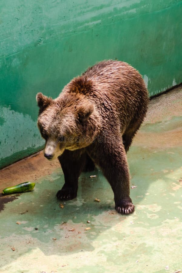 Comida Que Espera Del Oso De Brown Para Imagen de archivo - Imagen de ...