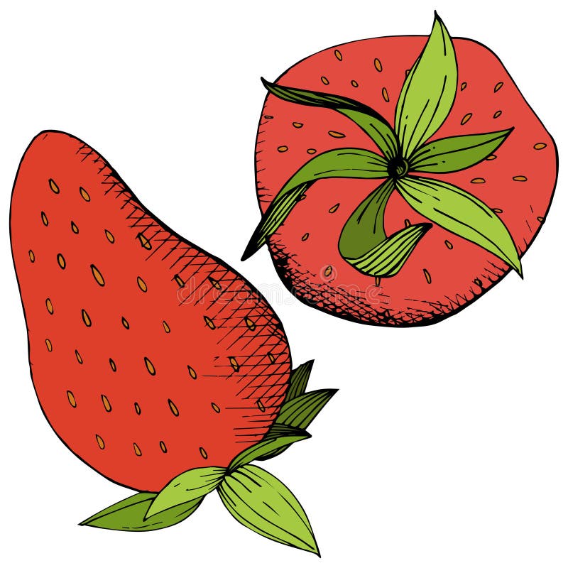 Comida Sana De La Fresa Del Vector Arte Grabado Rojo Y Verde De La
