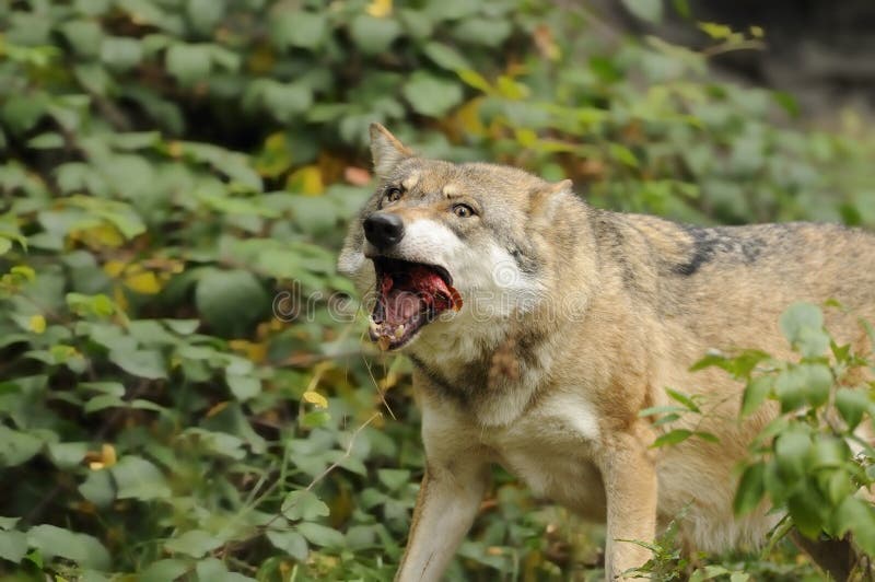 Familia Del Lobo Con Los Perritos En La Guarida De La Pradera Foto de ...