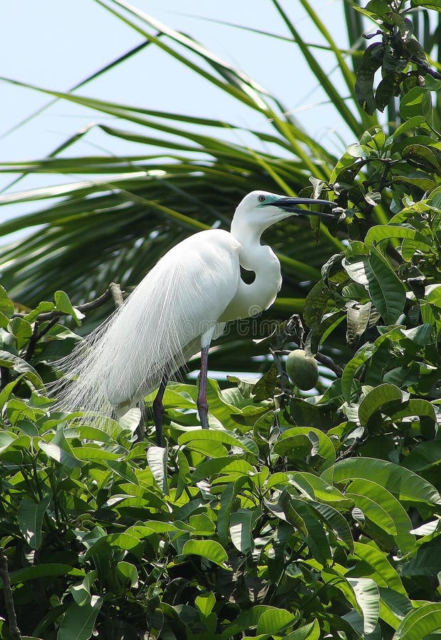 Choddgram Stock Photos - Free & Royalty-Free Stock Photos from Dreamstime