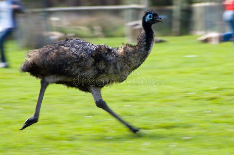 177 Emu Running Stock Photos - Free & Royalty-Free Stock Photos from ...