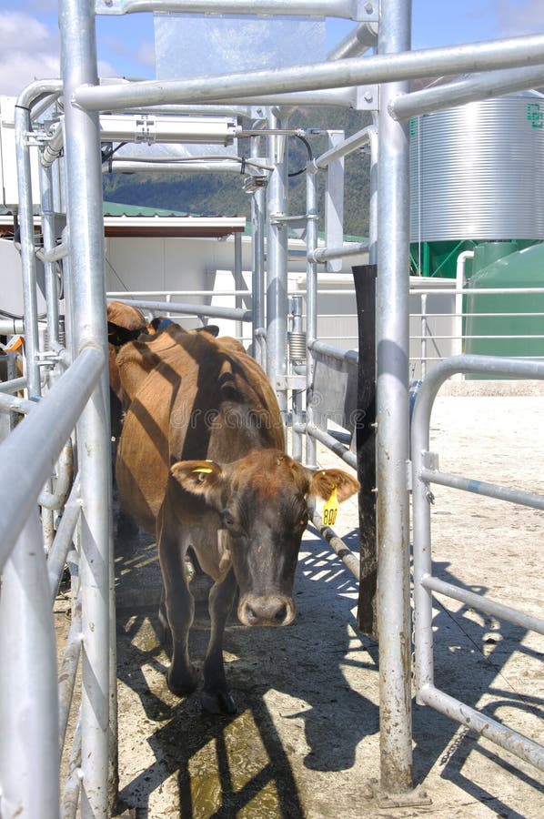 Open Rodeo Gate stock image. Image of animals, rodeo - 24492383