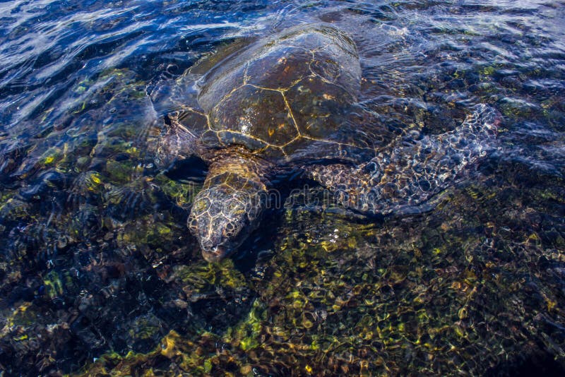 Coming Ashore stock image. Image of turtle, water, tide - 45021763