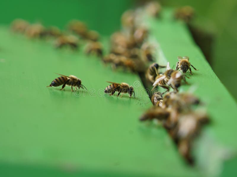 Coming Home Bee stock photo. Image of coming, insect - 227637324