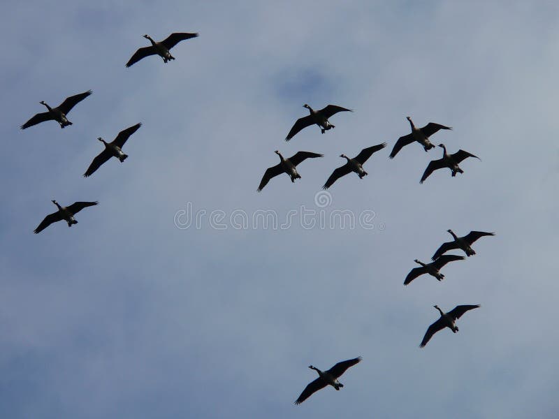 Coming in for landing stock photo. Image of flying, feather - 249662