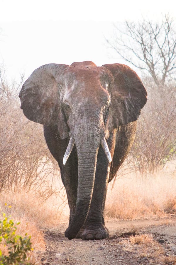 Coming My Way stock image. Image of path, giant, walks - 51447547