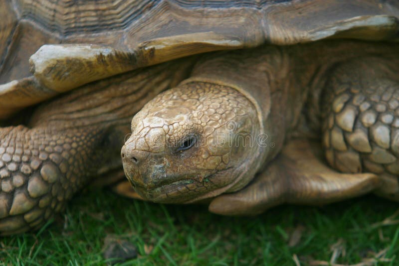 Turtle Shell Macro stock photo. Image of close, tortoise - 7933016