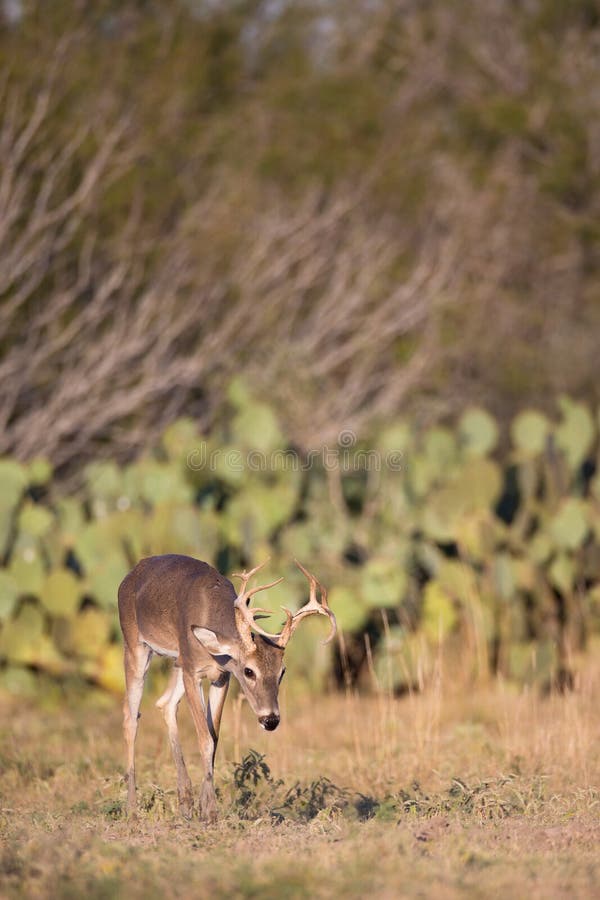 315 Whitetail Deer Buck Sunset Stock Photos - Free & Royalty-Free Stock ...