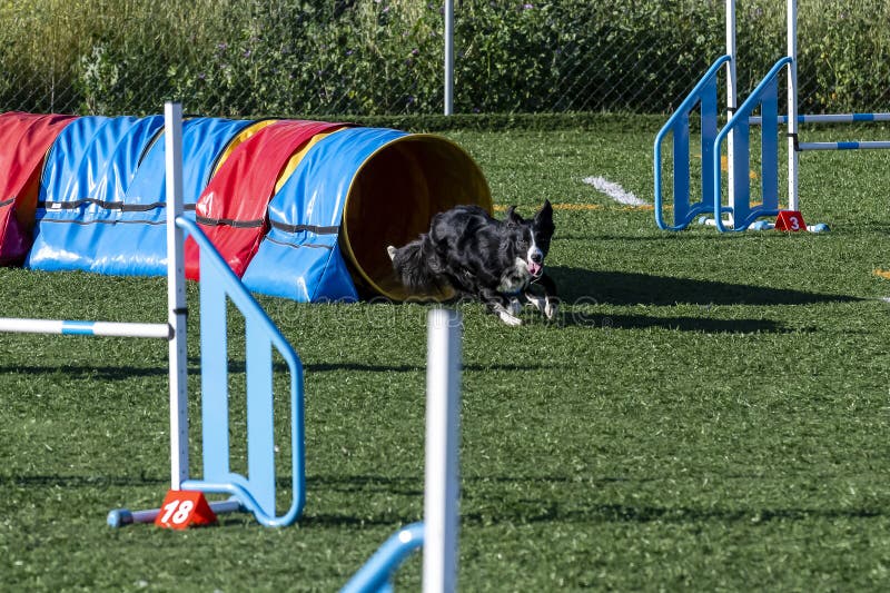 Coming Out of the Tunnel in an Agility Stock Image - Image of lightness ...