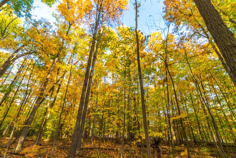 Coming Together at the Top - Fall Forest - Fall in Central Canada, on ...