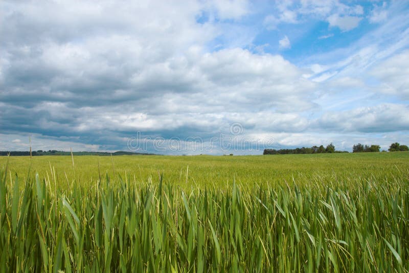 Coming Up Storm Picture. Image: 4742523