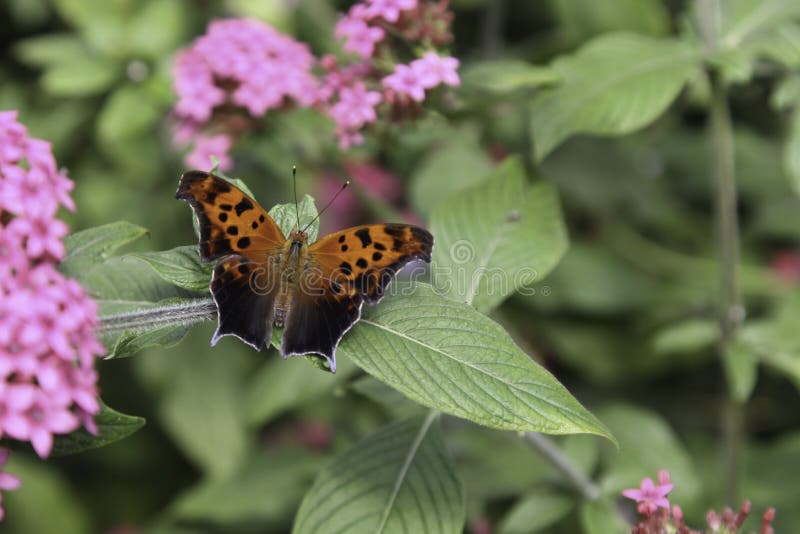 Comma Anglewing Butterfly stock image. Image of insect - 25804841