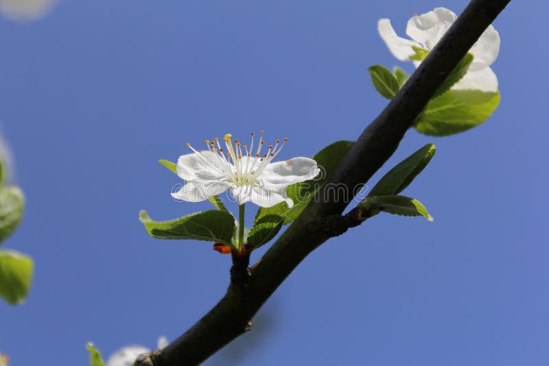 A Comma at Beautiful White Prune Blossom in Springtime Stock Image ...