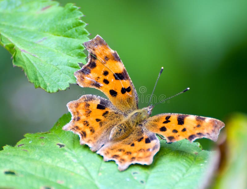 Comma Butterfly stock photo. Image of antennae, beautiful - 10103004
