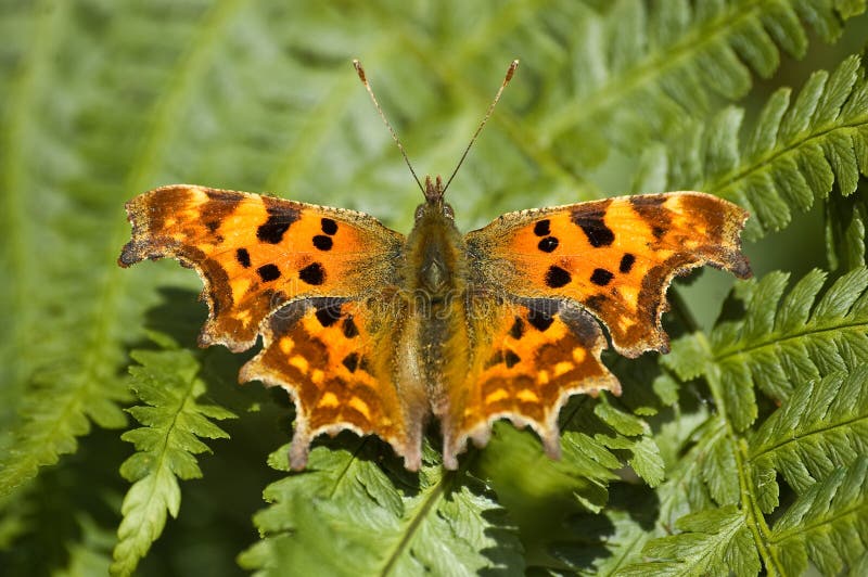 Comma Butterfly stock image. Image of insect, colorful - 10884389
