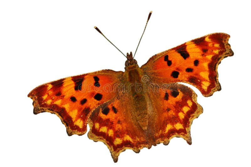 Comma butterfly stock image. Image of summer, butterfly - 27929431