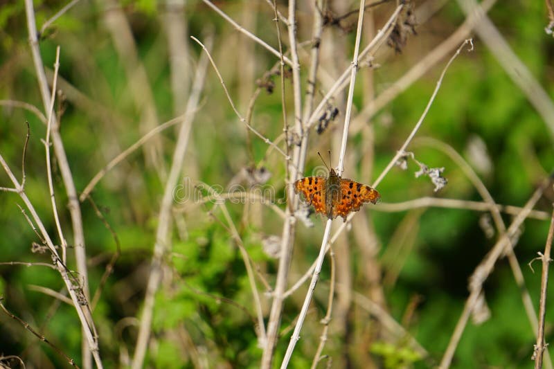 Comma Butterfly Close-up on a Leaf Stock Photo - Image of insect ...
