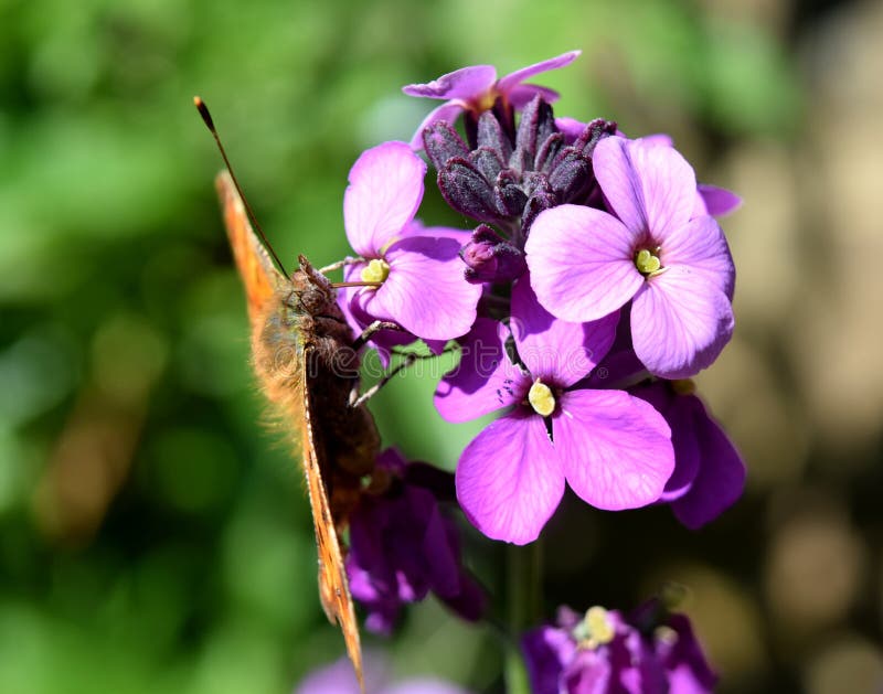 Comma butterfly close up stock photo. Image of nature - 180140382