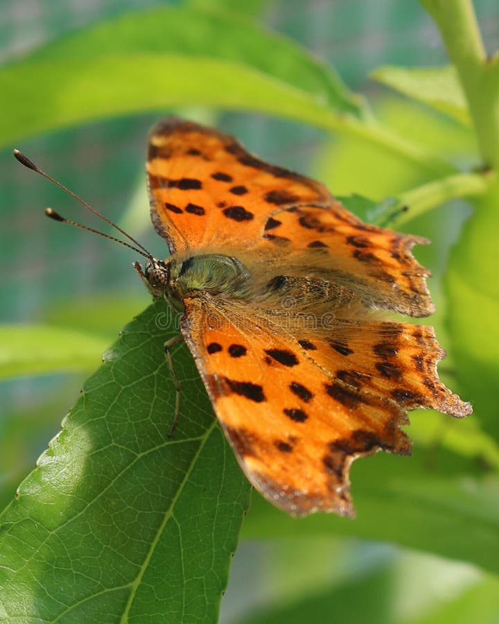 Comma Butterfly stock photo. Image of insect, wings - 121416490