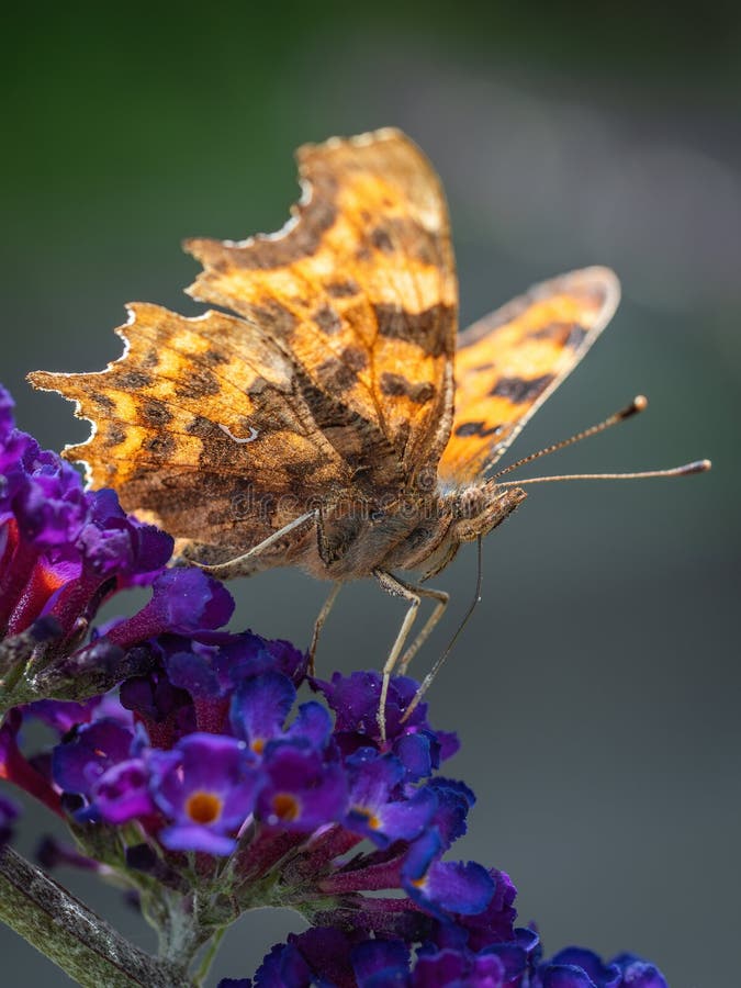 Comma Butterfly Feeding on a Purple Buddleia Stock Photo - Image of ...