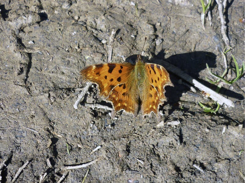 Comma Butterfly on the Ground Stock Photo - Image of insects, comma ...