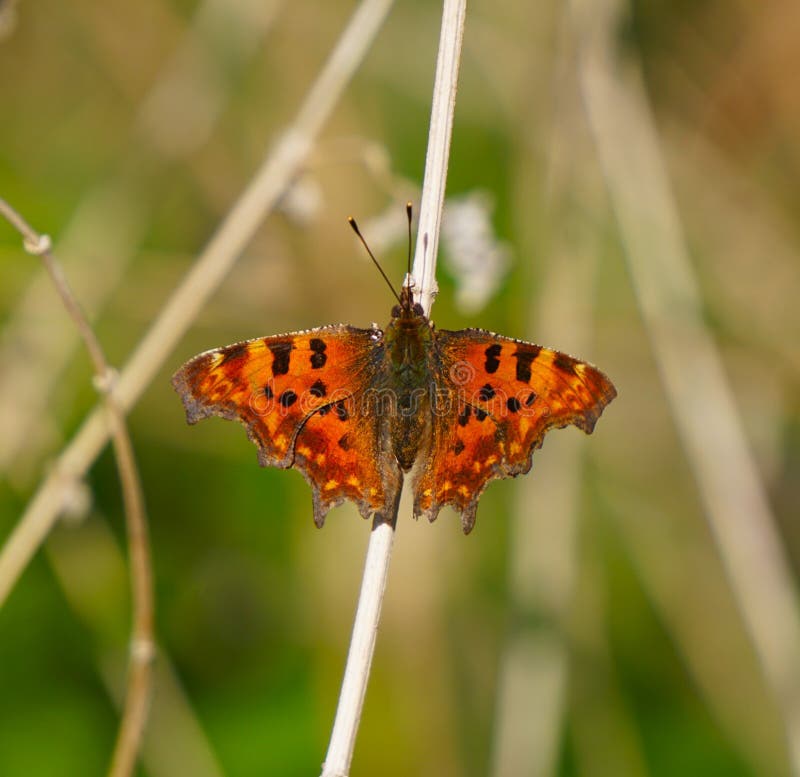 Comma Butterfly Close-up on a Leaf Stock Image - Image of meadow ...