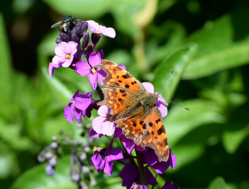 Comma butterfly close up stock photo. Image of beautiful - 180139132
