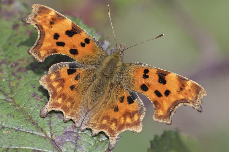 Comma butterfly stock photo. Image of wings, small, tiny - 99843980