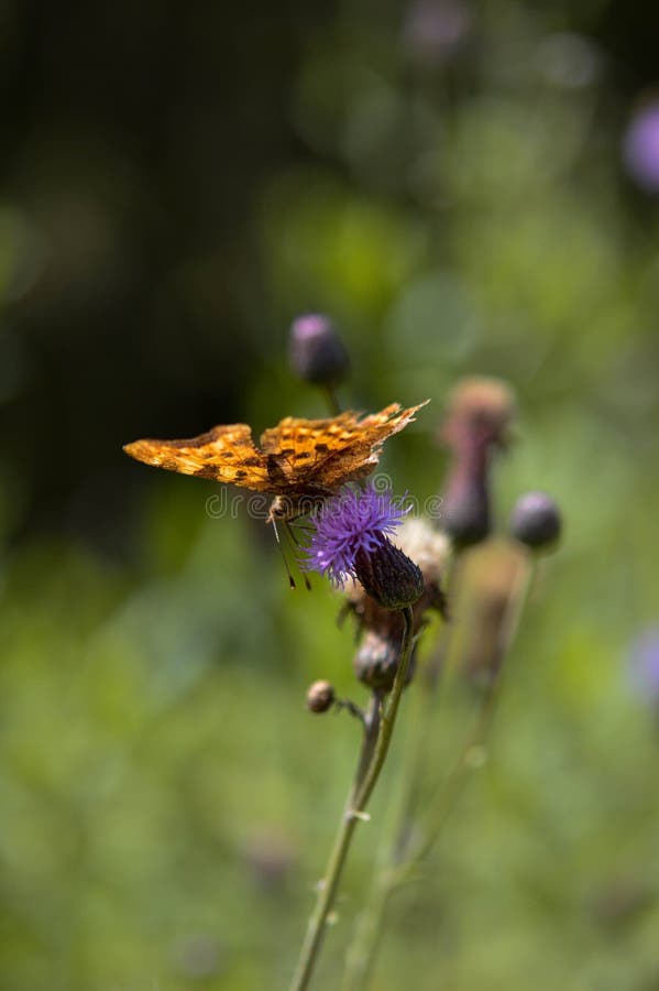 Comma Butterfly, Orange and Black Moth in the Wild Stock Photo - Image ...