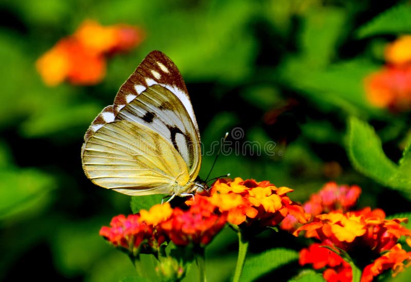 Comman Gull Butterfly Cepora Nerissa Stock Photo - Image of comman ...