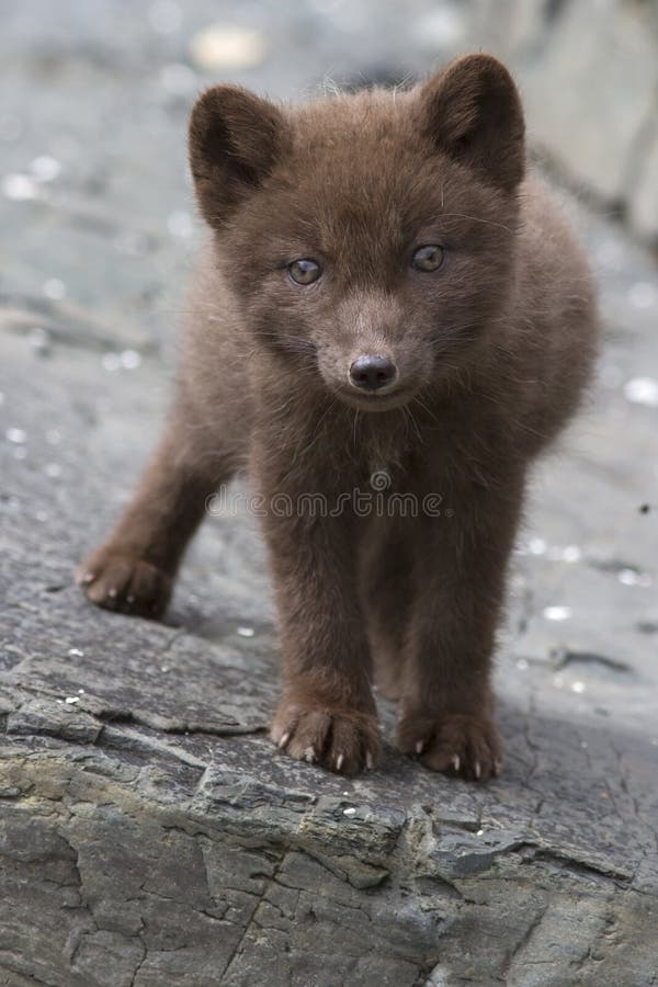 Commander Blue Fox Pup Who Stands on a Cliff Sunny Summer Stock Photo ...
