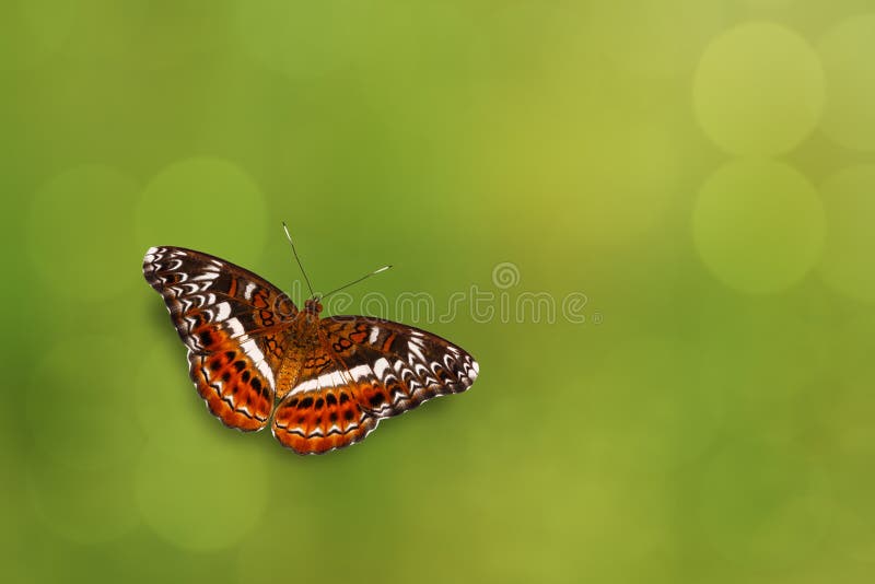 Commander Butterfly Flying with Green Background Stock Image - Image of ...