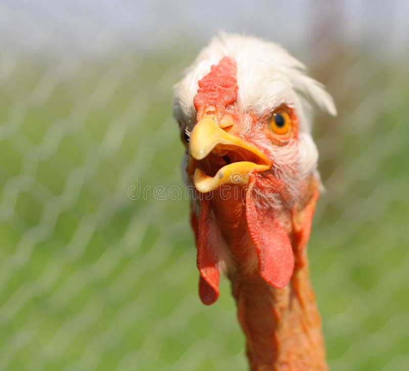 691 Angry Hen Stock Photos - Free & Royalty-Free Stock Photos from ...