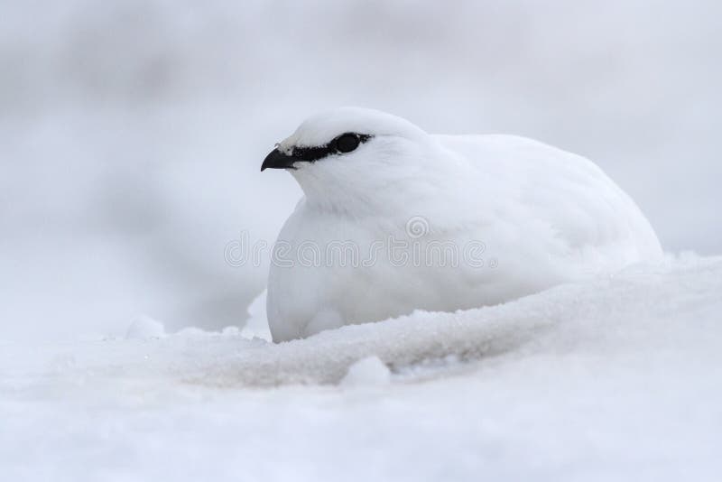 Commander Male Ptarmigan Resting in a Snow Pit Stock Photo - Image of ...