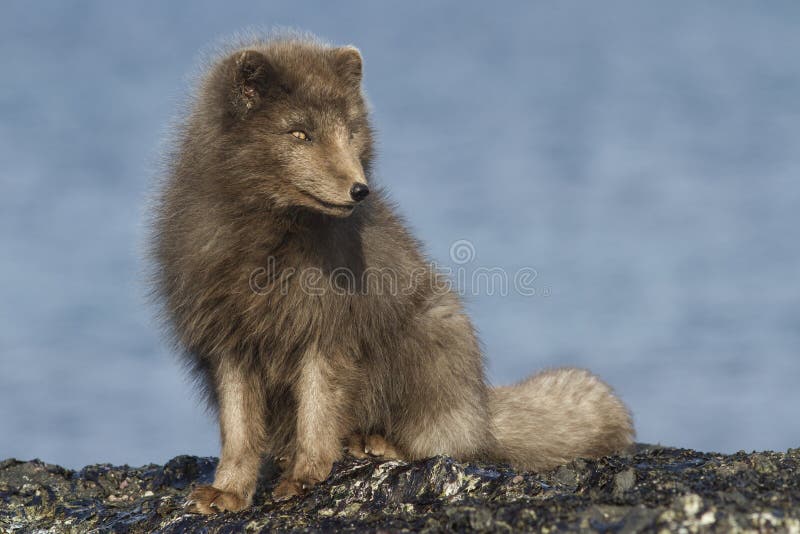 Commander S Blue Arctic Fox Sitting on the Beach Stock Image - Image of ...