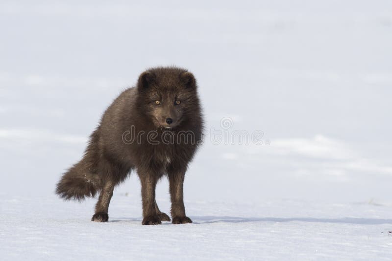 Commander S Blue Arctic Fox that Stands in the Snow Winter Day Stock ...