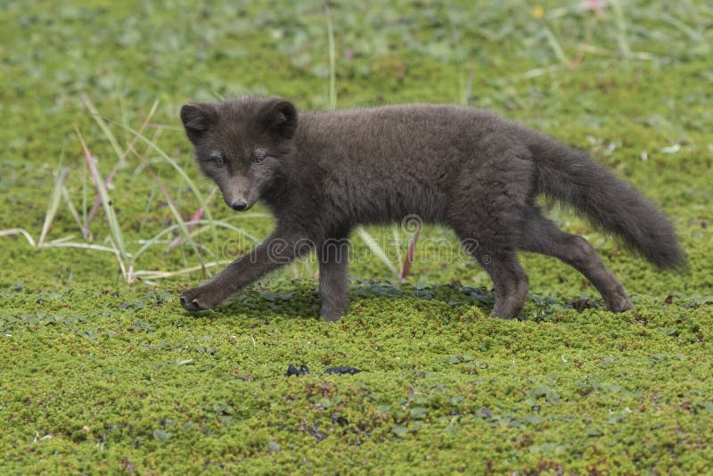 Commanders Blue Arctic Fox Puppy Running on Green Tundra Stock Image ...