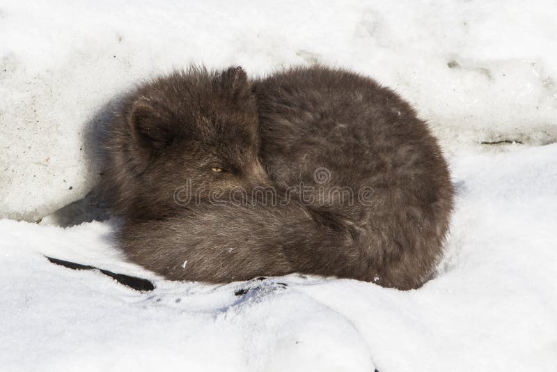 Commanders Blue Arctic Fox Sleeping on the Ice on the Stock Photo ...