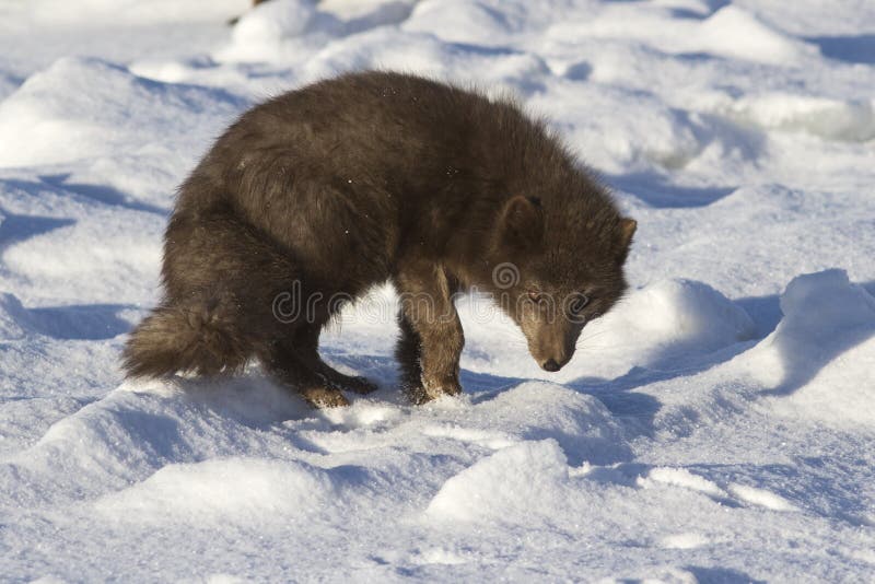 Commanders Blue Arctic Fox Which is Bent Back on the Beach on Stock ...