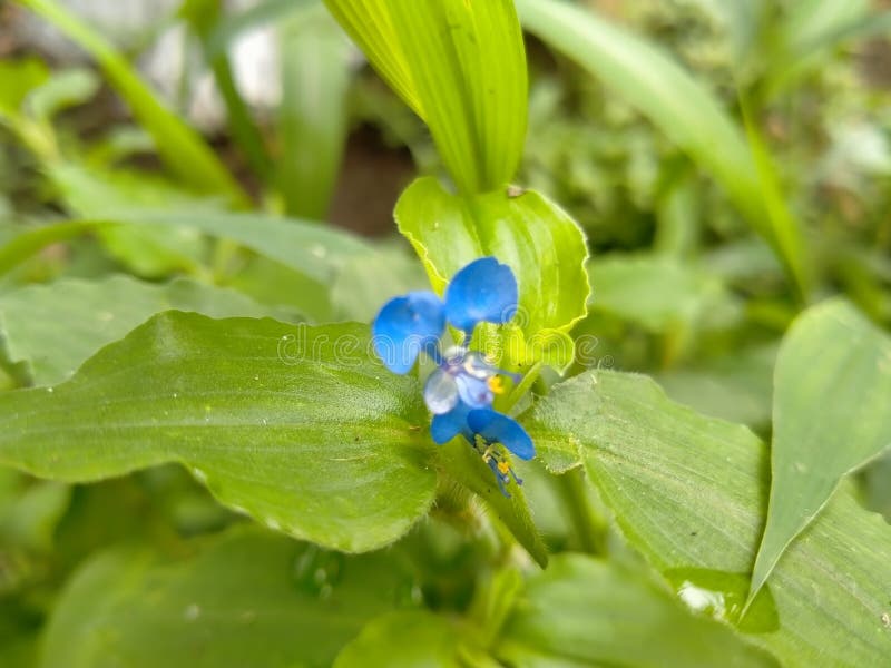 Commelina communis flower stock image. Image of asia - 310654235