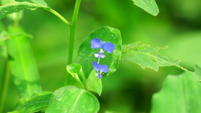 Commelina Diffusa Also Called Climbing Dayflower or Spreading Dayflower ...