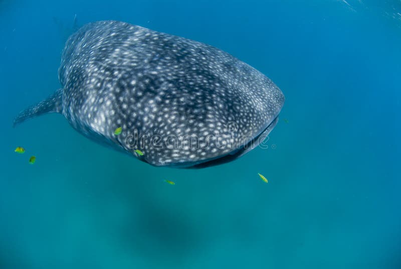 Commensalism stock image. Image of water, mouth, protection - 22912783