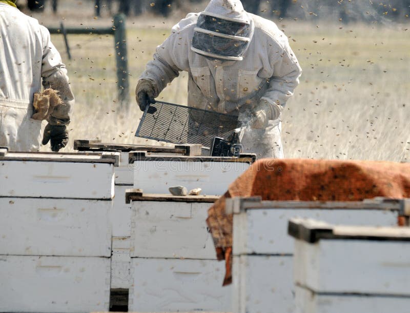 Commercial Bee Enterprise: Beekeepers at Work Stock Image - Image of ...