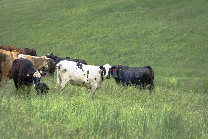 Commercial Beef Cows in Lush Fescue Stock Photo - Image of livestock ...