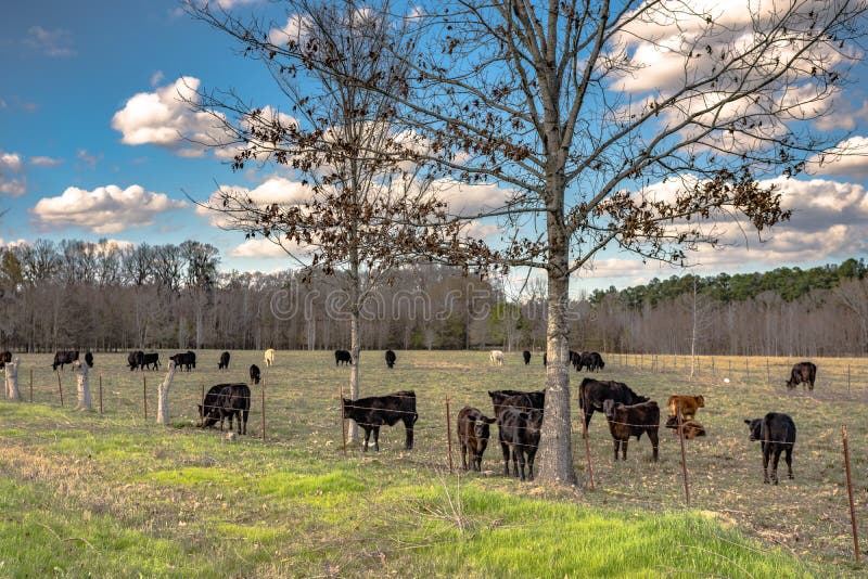 Commercial Cattle on a Spring Pasture Stock Photo - Image of georgia ...