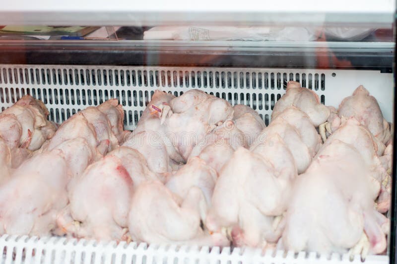 Commercial chickens. stock image. Image of preserved - 77160611